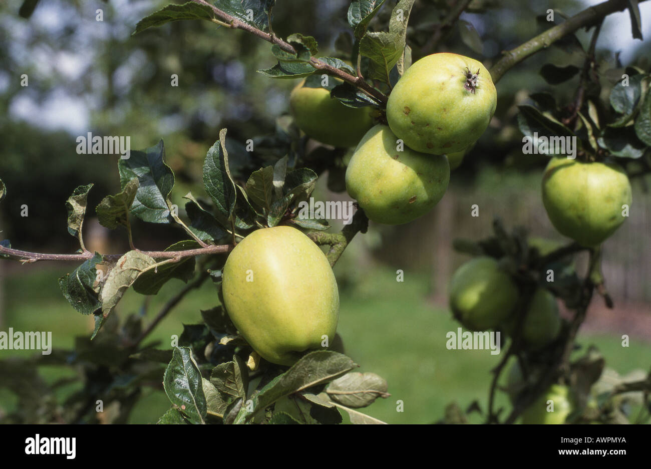 Apple english codlin hi-res stock photography and images - Alamy