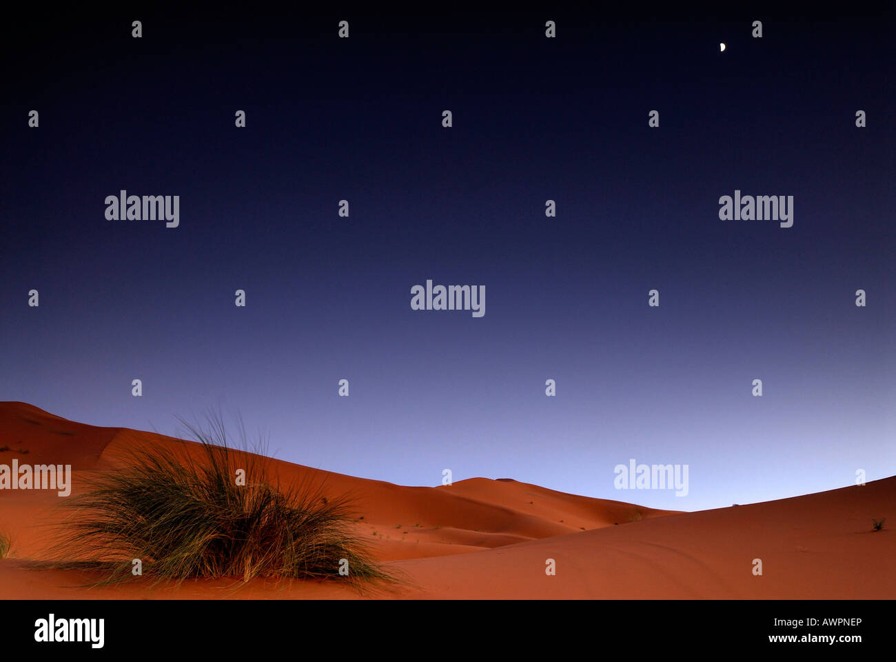 Tuft of grass in the desert sand in front of a large sand dune ...