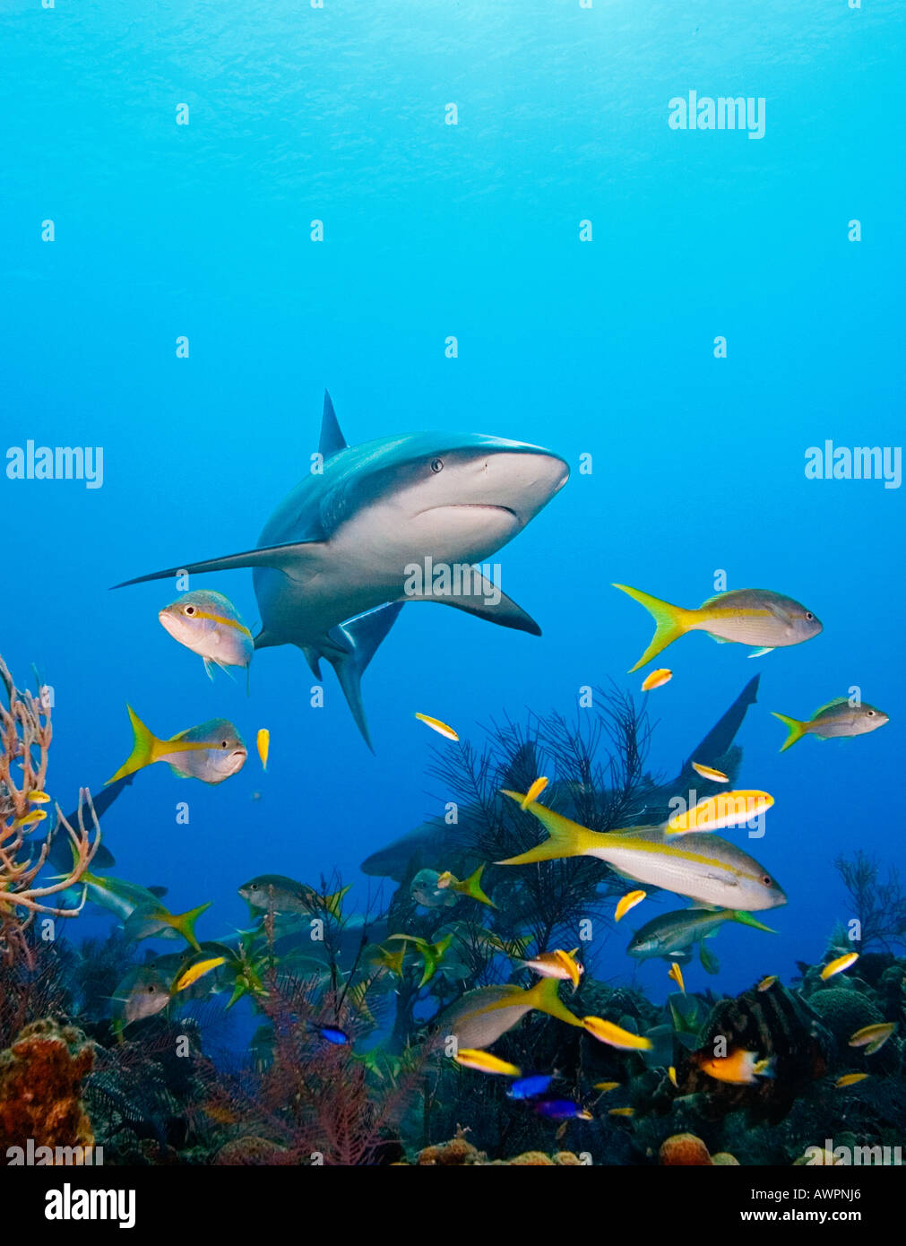 Caribbean Reef Sharks, Carcharhinus perezi, and yellowtail snappers ...