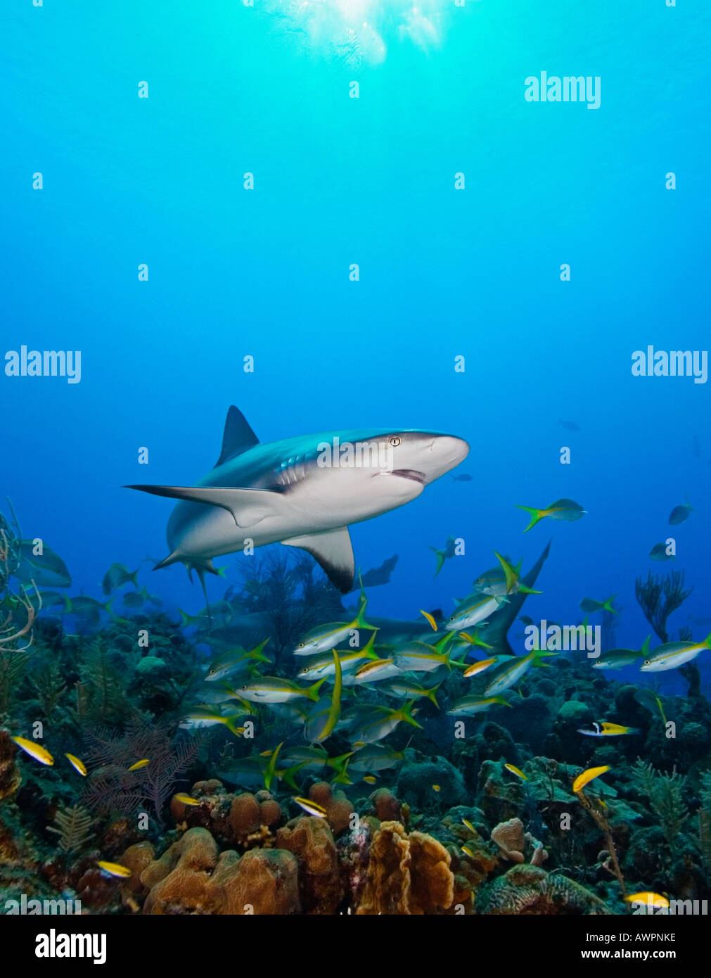 Caribbean Reef Sharks, Carcharhinus perezi, and yellowtail snappers ...