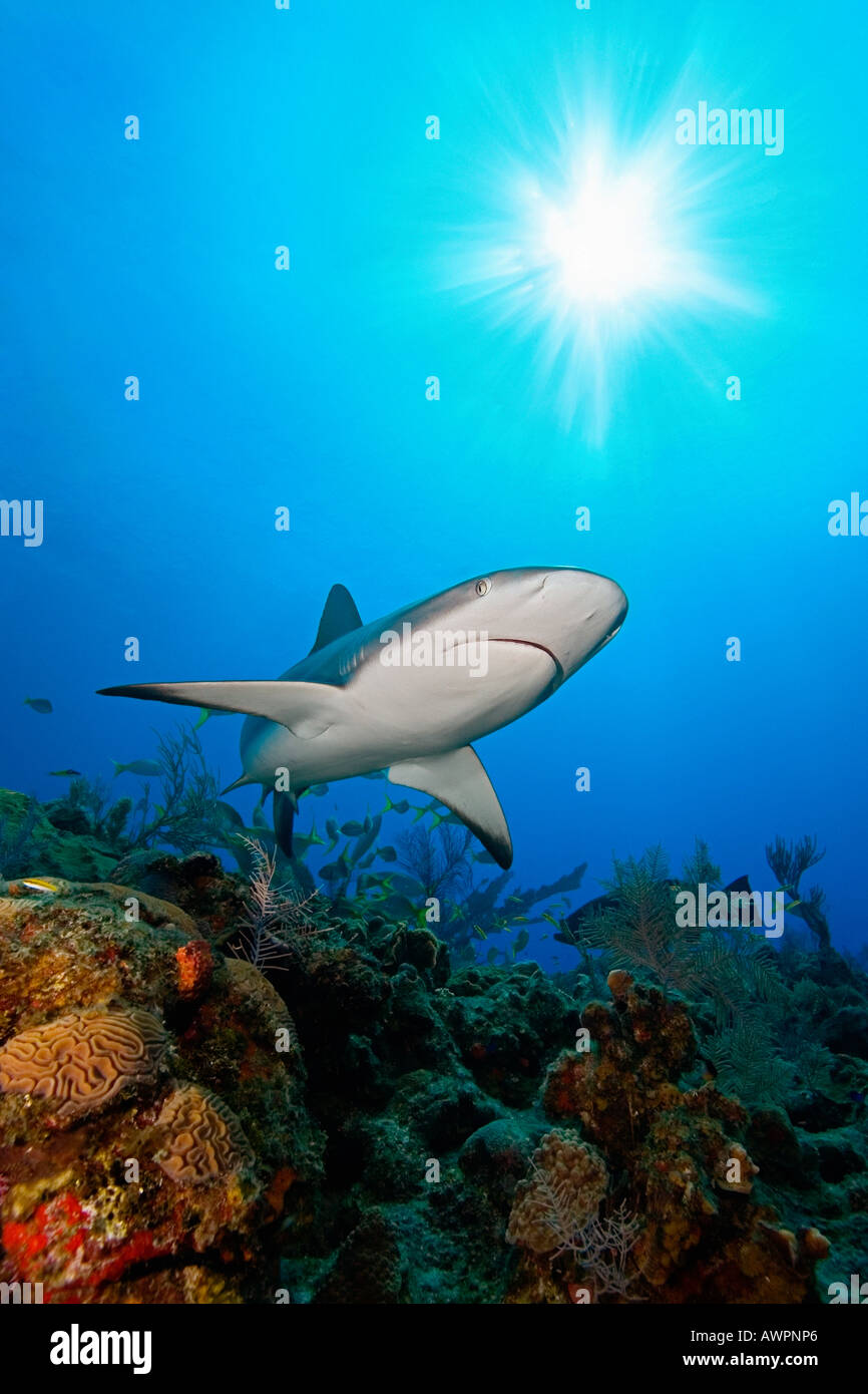 Caribbean Reef Shark, Carcharhinus perezi, over coral reef, West End ...
