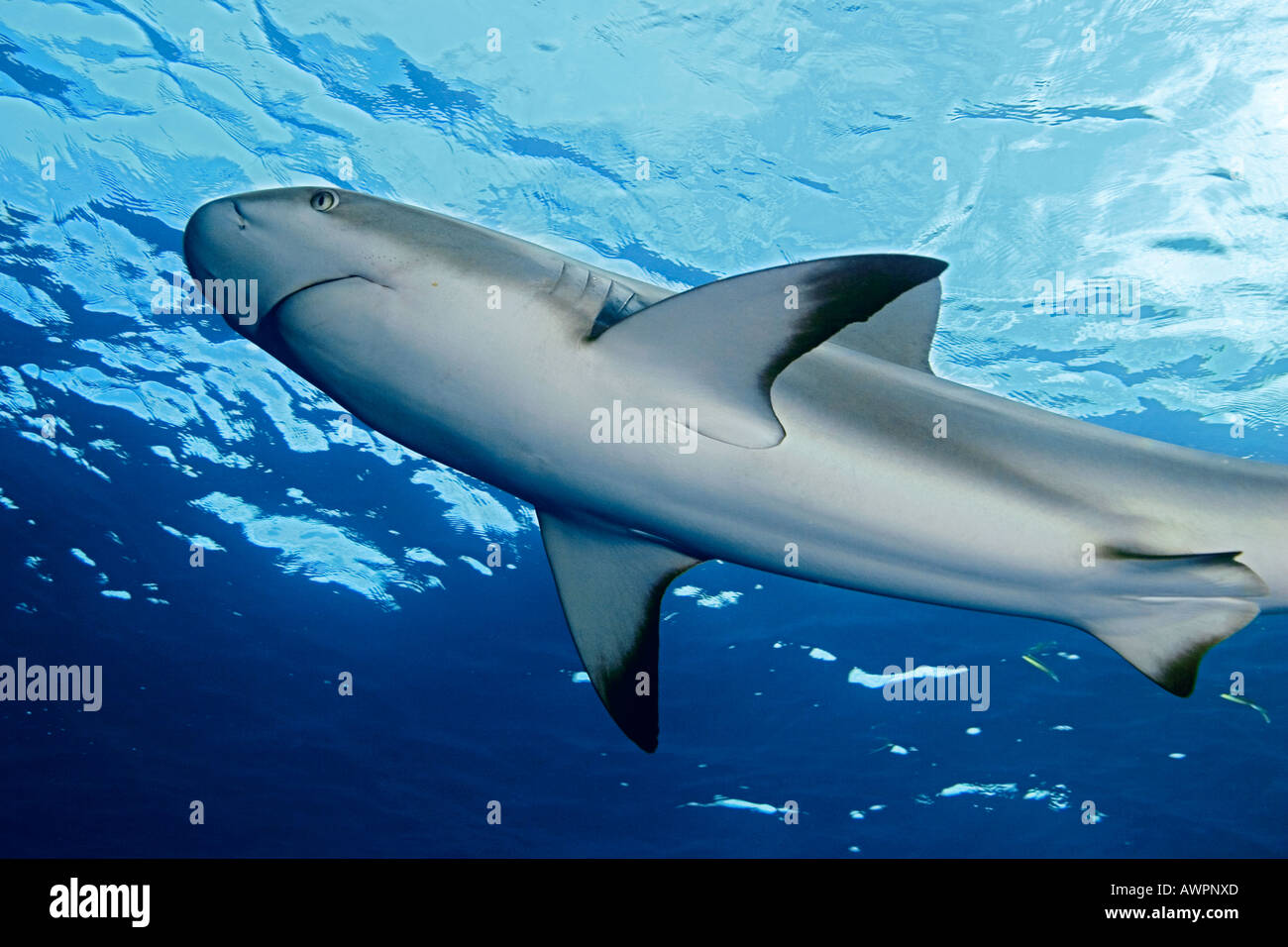 Caribbean Reef Shark, Carcharhinus perezi, West End, Bahamas, Atlantic ...