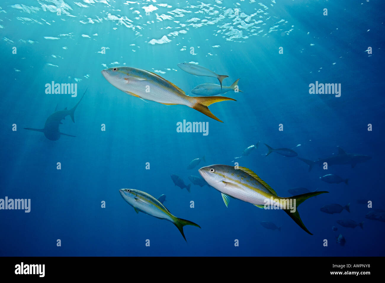 yellowtail snappers, Ocyurus chrysurus, and Caribbean Reef Sharks ...
