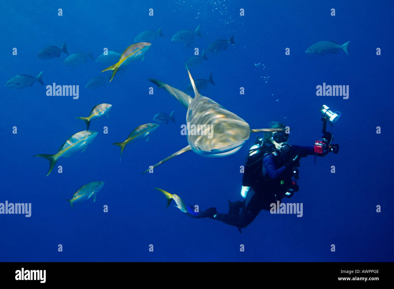 Caribbean Reef Shark, Carcharhinus perezi, yellowtail snappers, Ocyurus ...