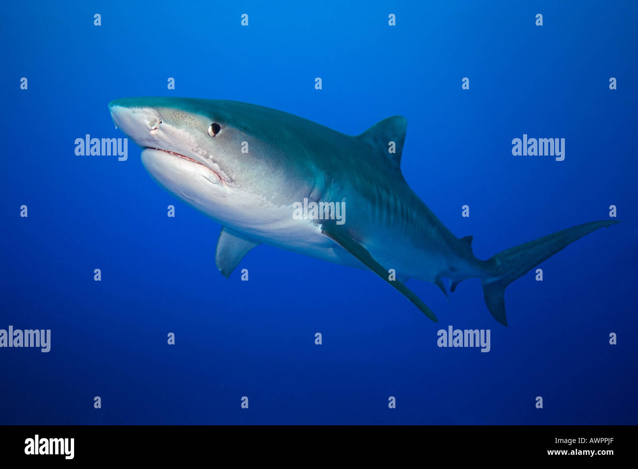 Atlantic Ocean Sharks