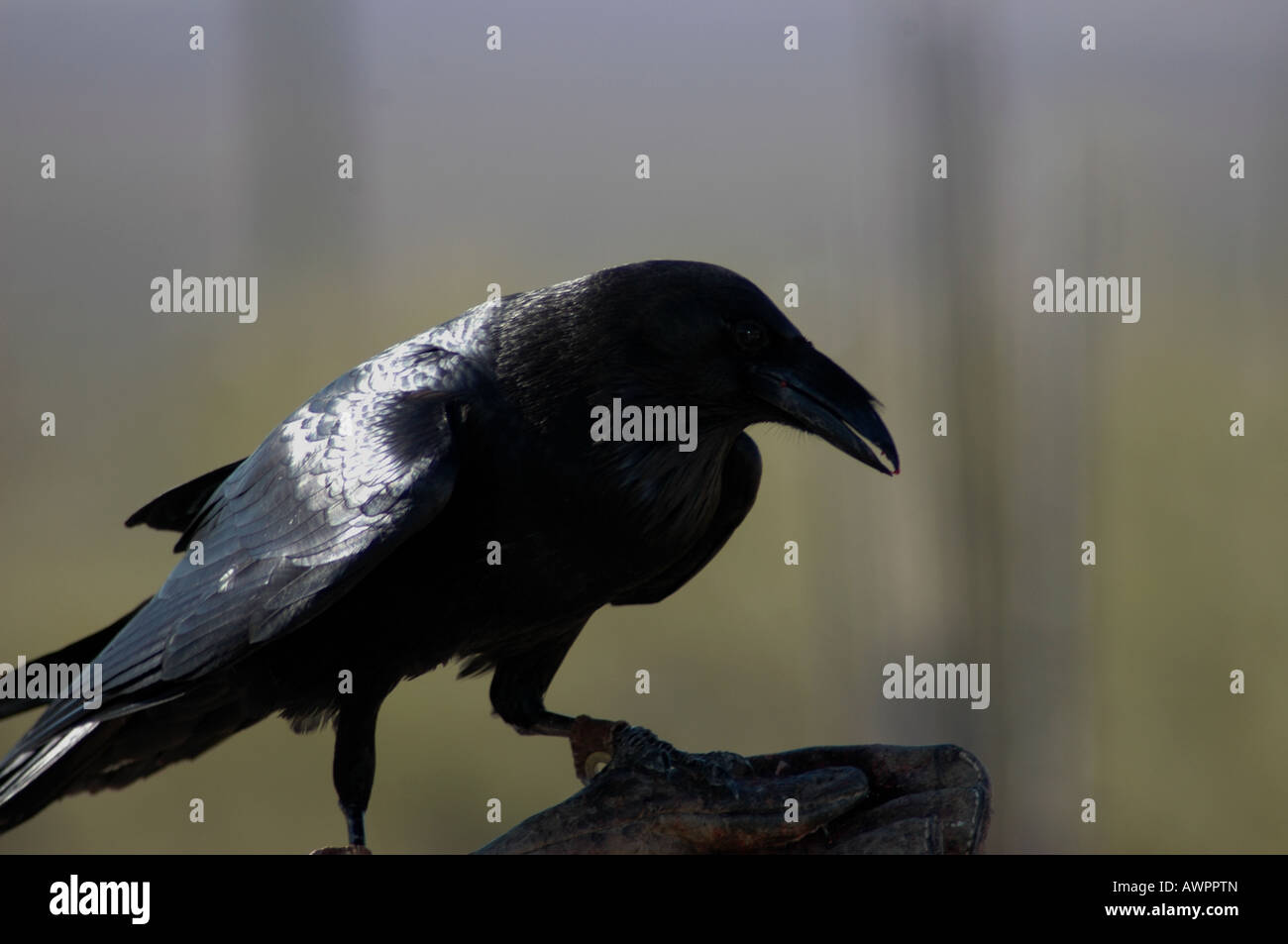 This is an image of a common Raven Stock Photo - Alamy