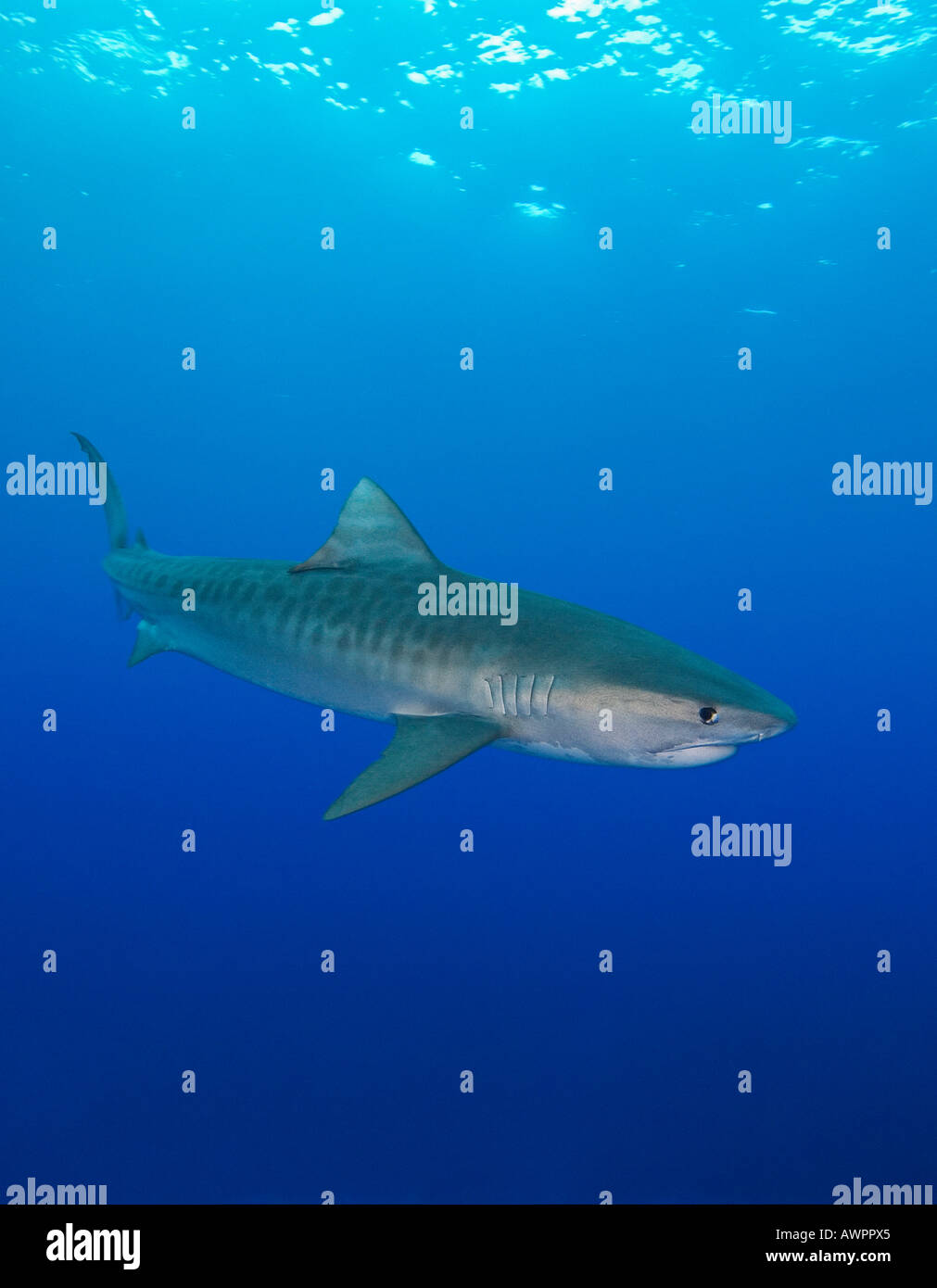 Tiger Shark, Galeocerdo cuvier, West End, Bahamas, Atlantic Ocean Stock ...