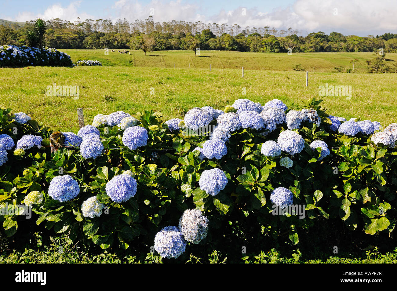 Hortensia hedgerow, Hydrangea, Costa Rica, Central America Stock Photo ...