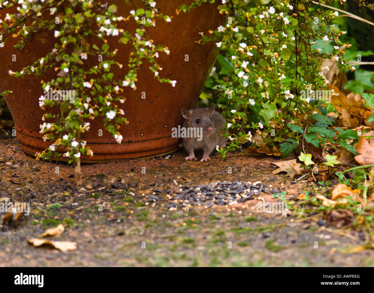 Young baby brown rat hi-res stock photography and images - Alamy