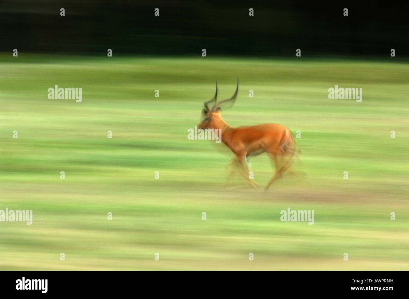 Impala side view face hi-res stock photography and images - Alamy