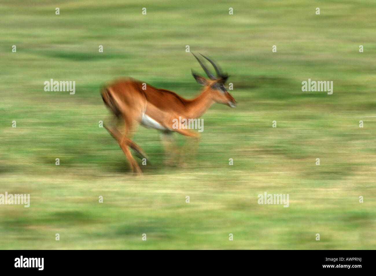 Impala side view face hi-res stock photography and images - Alamy