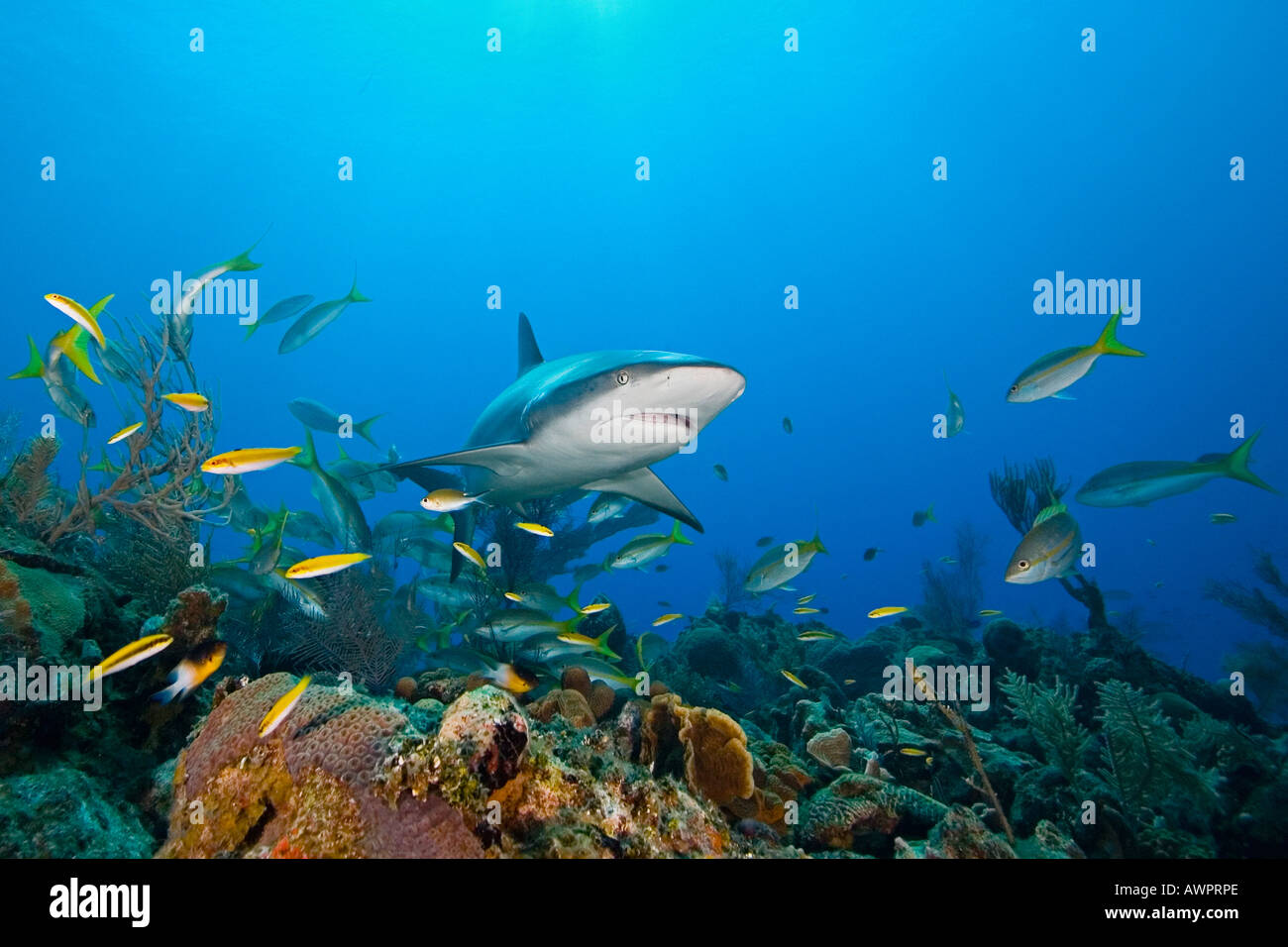Caribbean Reef Shark, Carcharhinus perezi, and yellowtail snappers ...