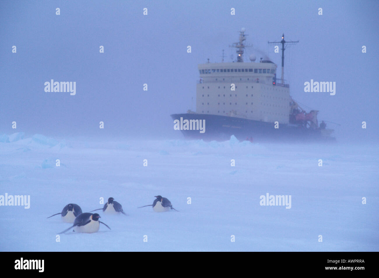 Emperor penguins in front of the Kapitan Khlebnikov Russian icebreaker ...