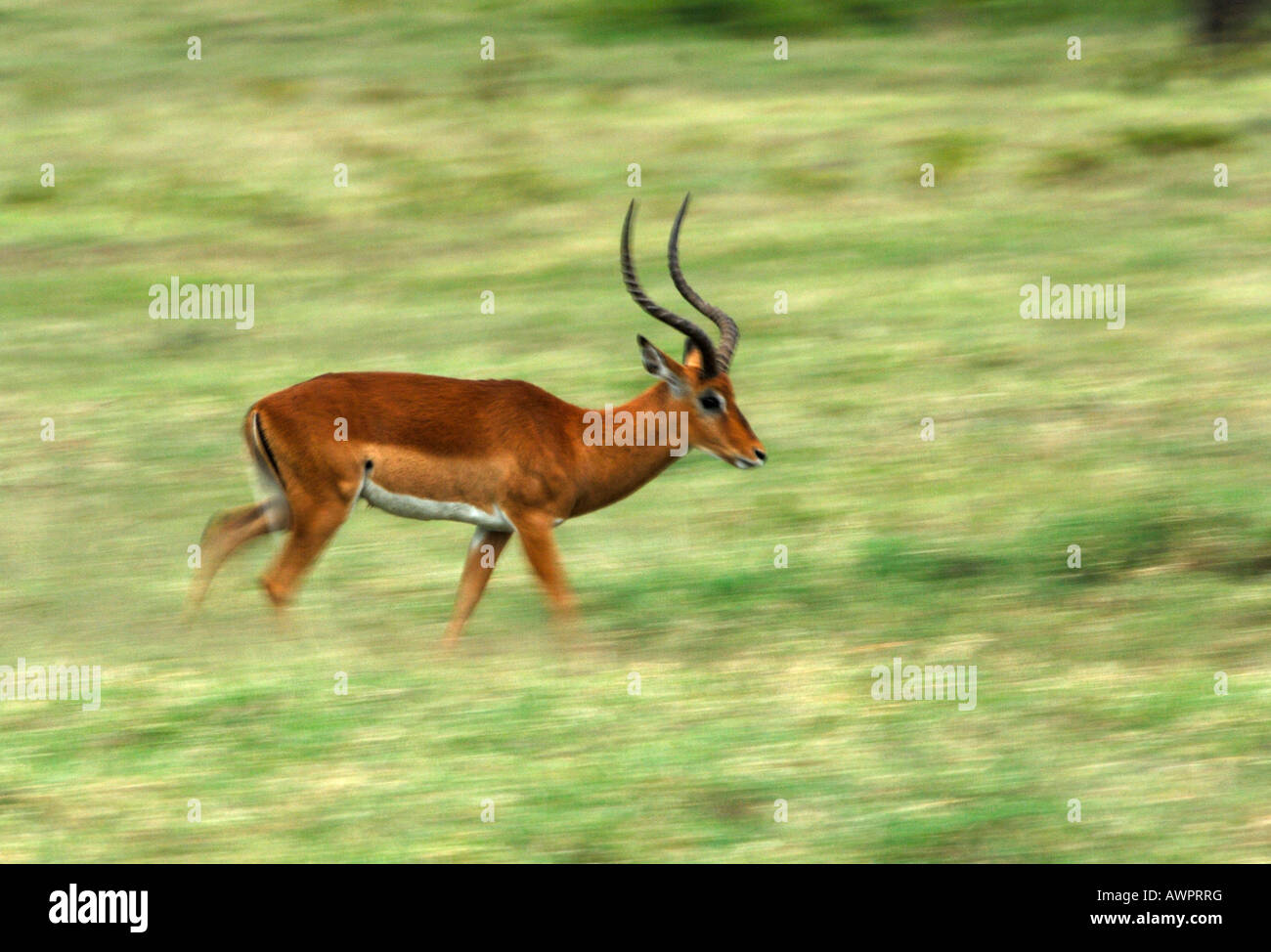 Impala (Aepyceros melampus) escaping, Masai Mara, Kenya, Africa Stock ...