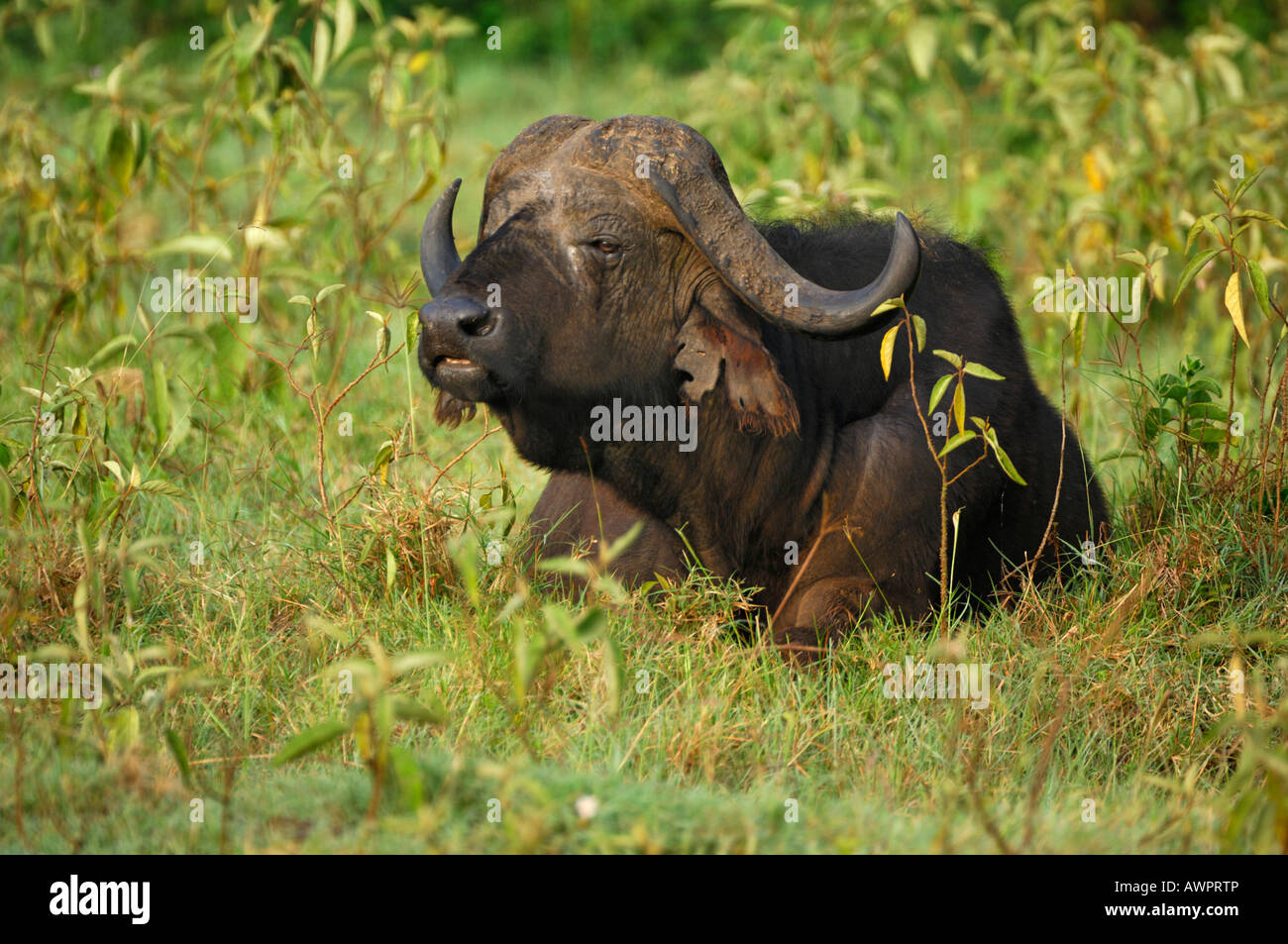 African cape buffalo rest hi-res stock photography and images - Alamy