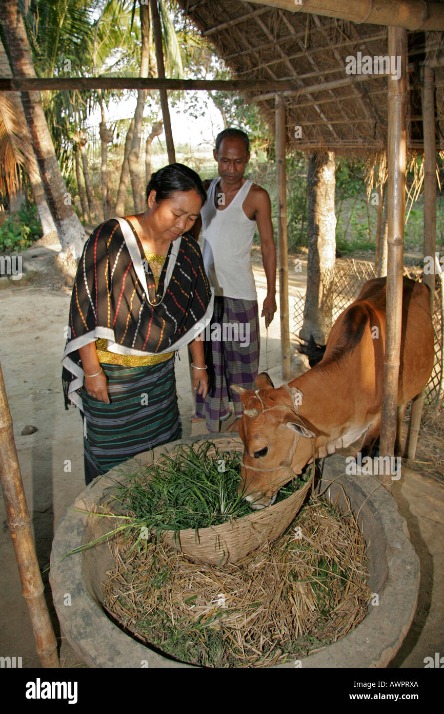 BANGLADESH Man and woman of the Garo tribal minority feeeding their cow ...