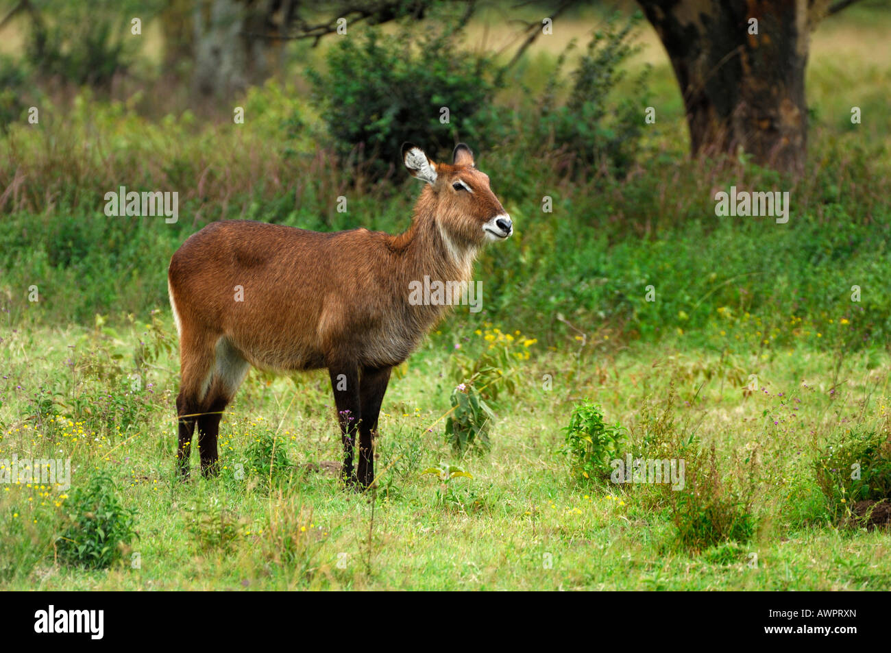 Wasserbockes hi-res stock photography and images - Alamy