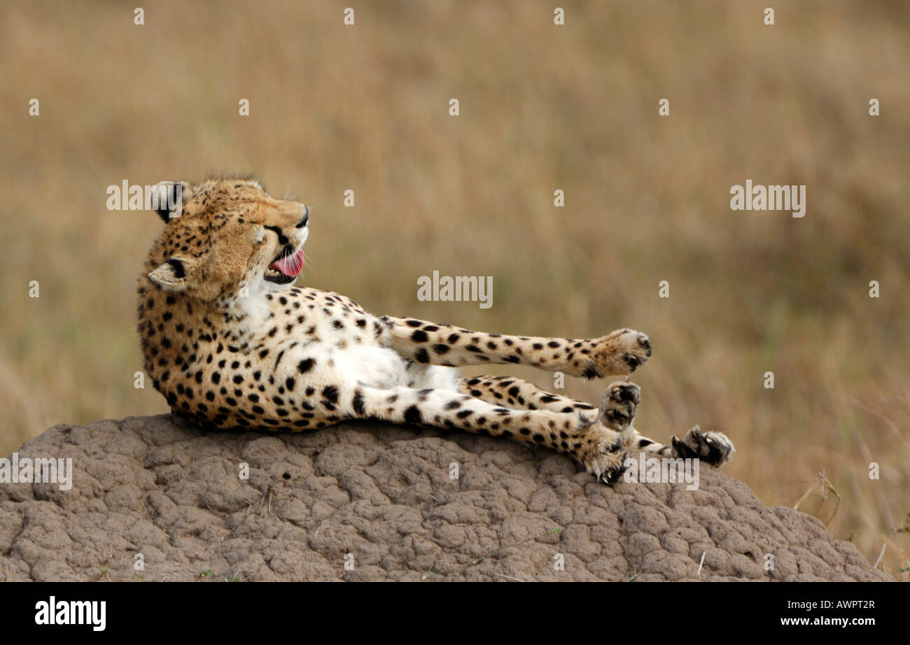 Cheetah (Acinonyx jubatus) stretching his legs, Masai Mara, Kenya ...