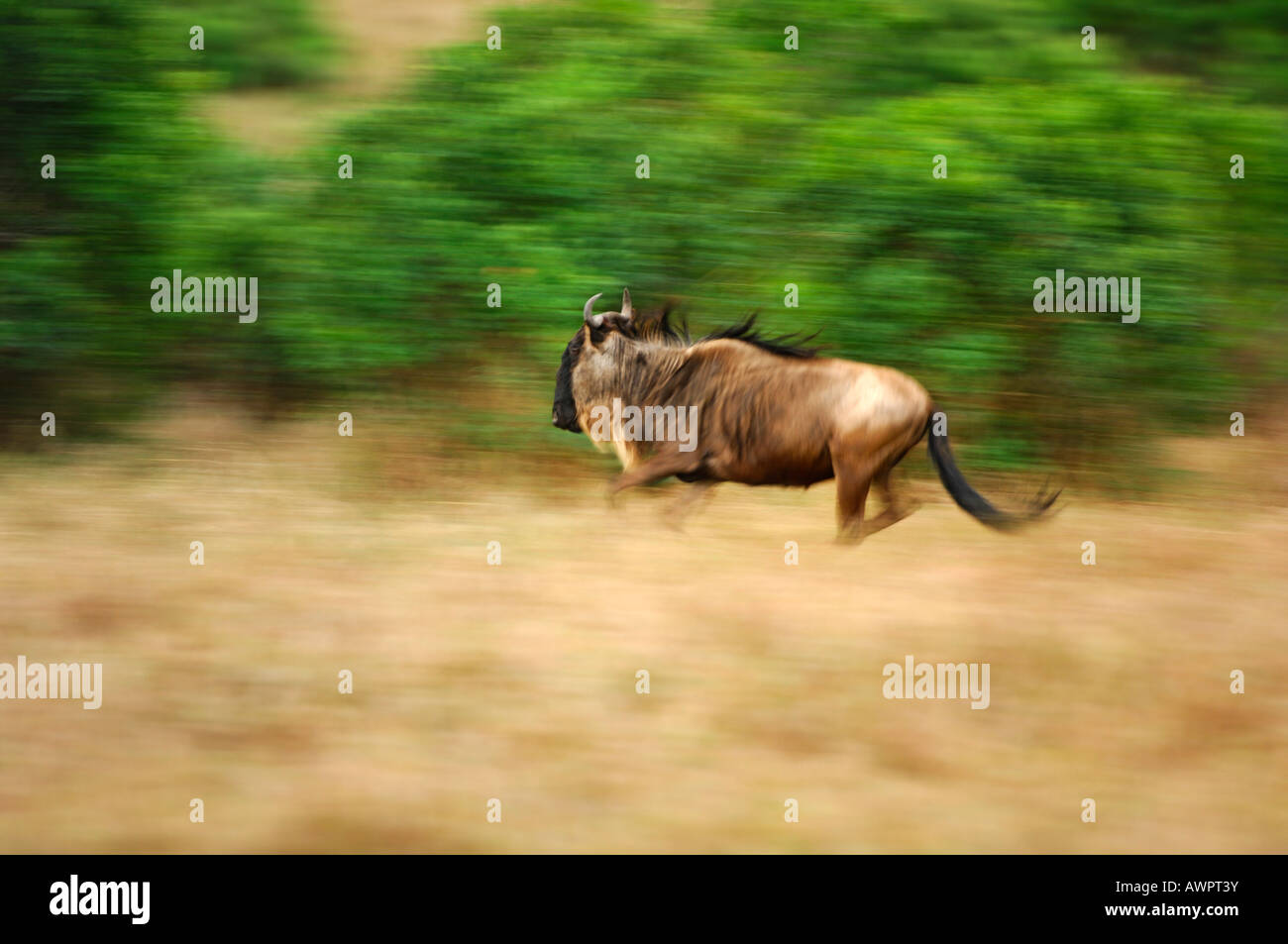 Bearded antelopes hi-res stock photography and images - Alamy