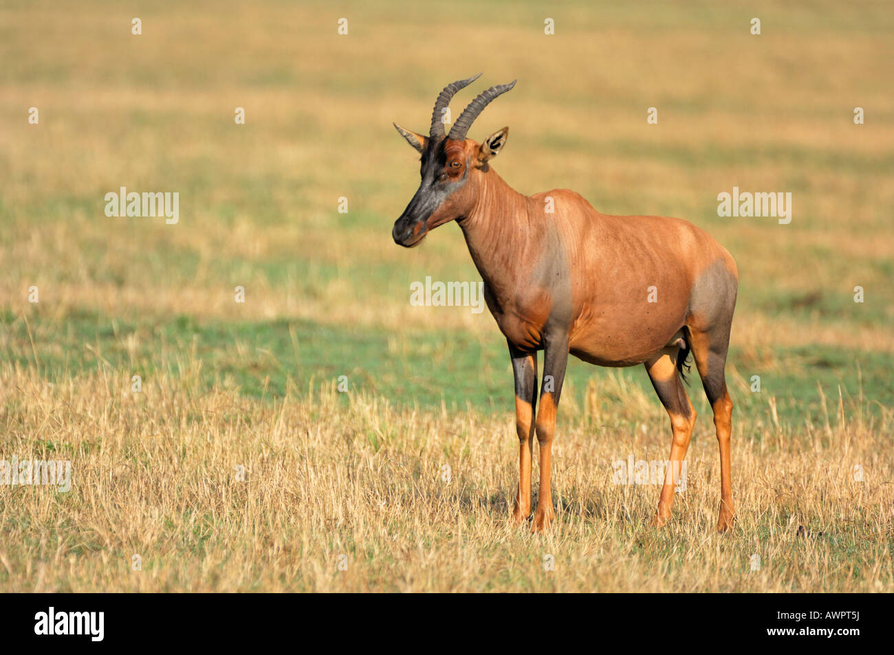 Leierantilope hi-res stock photography and images - Alamy