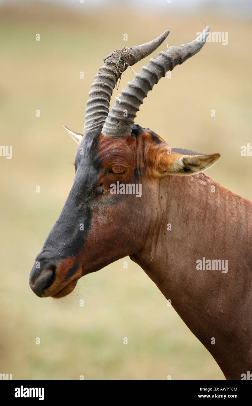 Topi or Tsessebe or Tiang (Damaliscus lunatus) portrait, Masai Mara ...