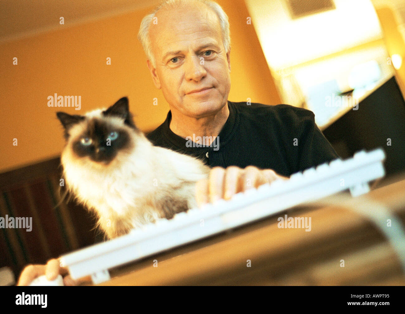 Mature man with Persian cat and hand on computer keyboard, looking into ...