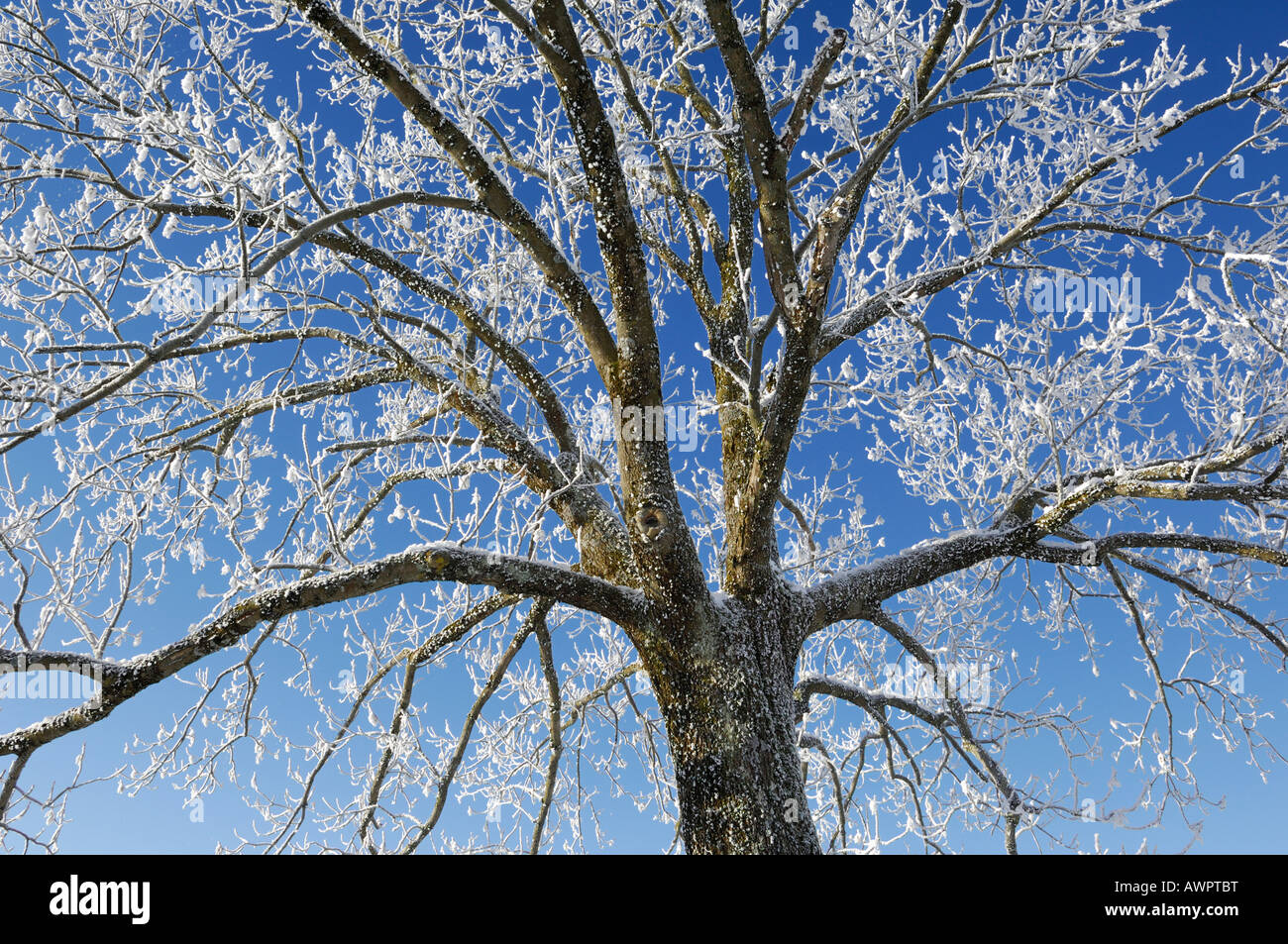 Frost-covered tree, hoar frost Stock Photo - Alamy