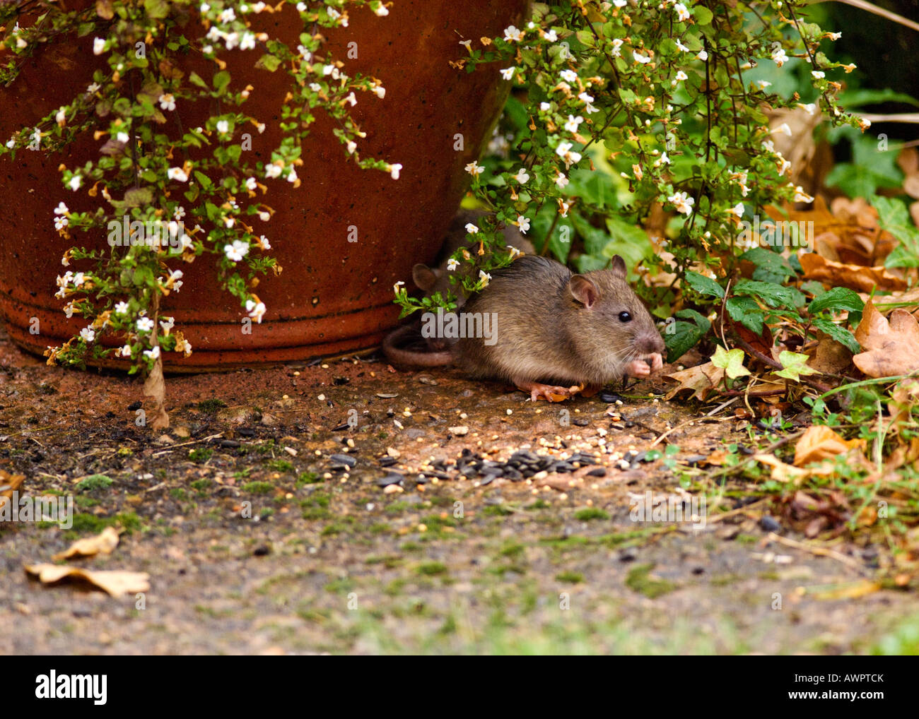 Young brown rat Stock Photo - Alamy