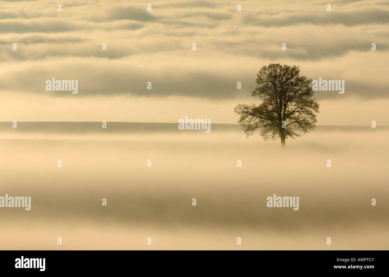 Tree surrounded by fog Stock Photo - Alamy
