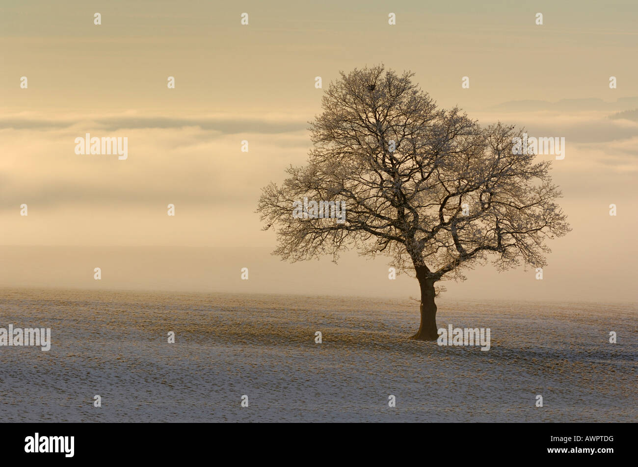 Tree surrounded by thick fog Stock Photo - Alamy