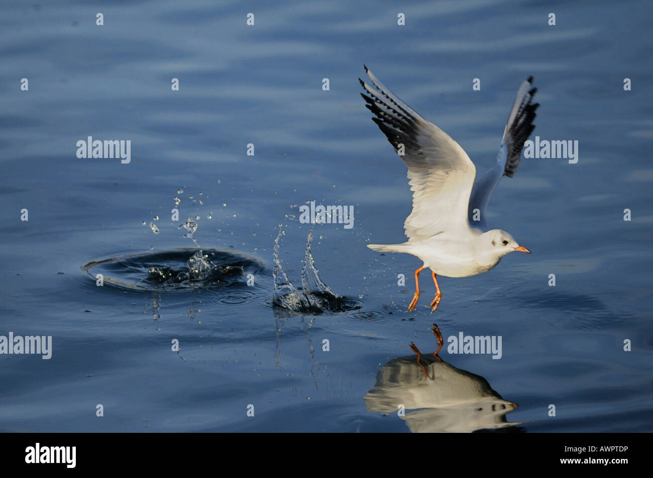 Black-headed Gull (Larus ridibundus) taking off from the water's ...