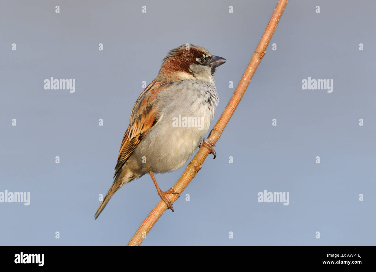 Eurasian Tree Sparrow or German Sparrow (Passer montanus) perched on a ...