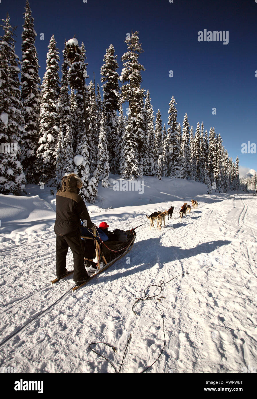 Dog sled racing in Alberta Stock Photo - Alamy