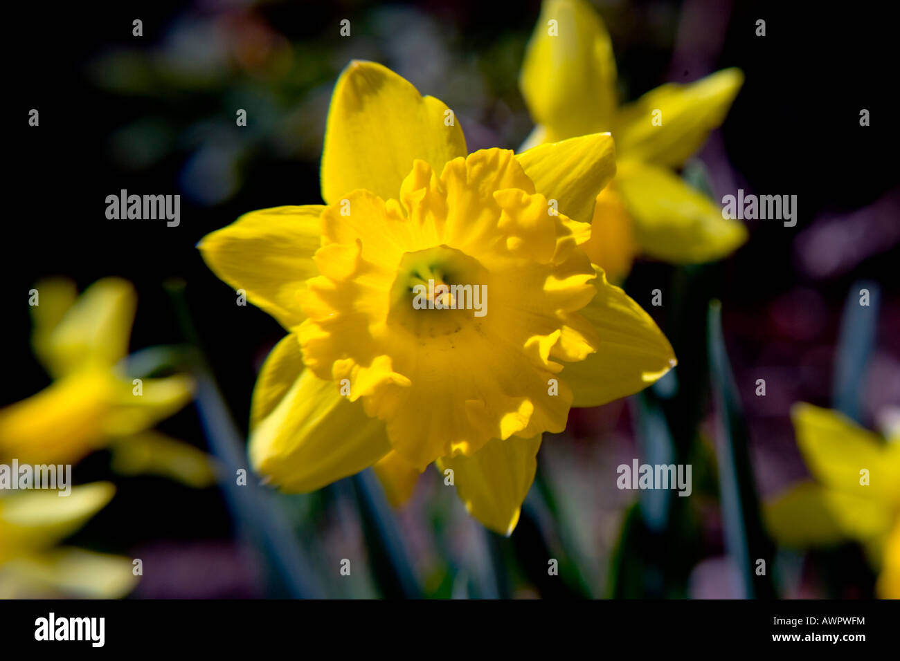 Daffodil in bloom Stock Photo - Alamy