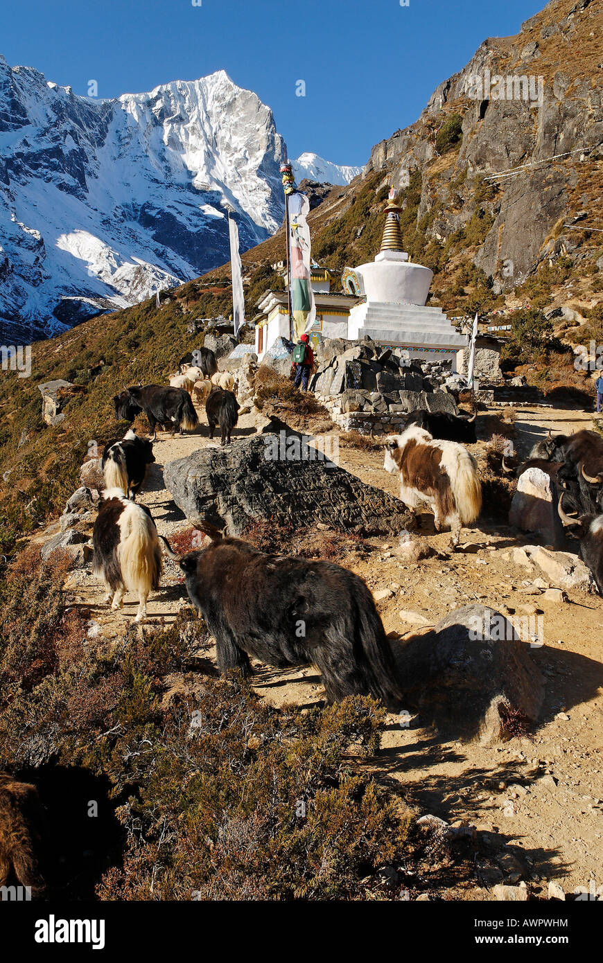 Yak herd on the way to Thame monastery, Sagarmatha National Park ...