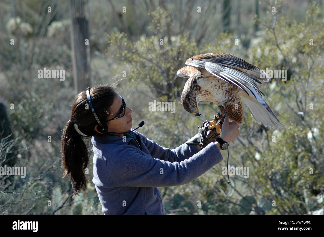 This is an image of a ferruginous hawk and its handler Stock Photo - Alamy