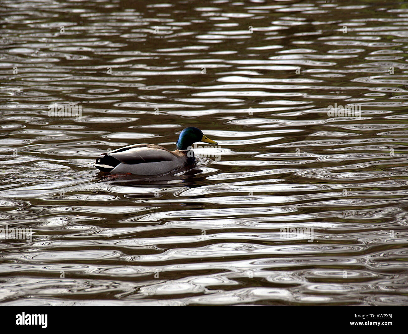 a male mallard duck on rippled water Stock Photo - Alamy