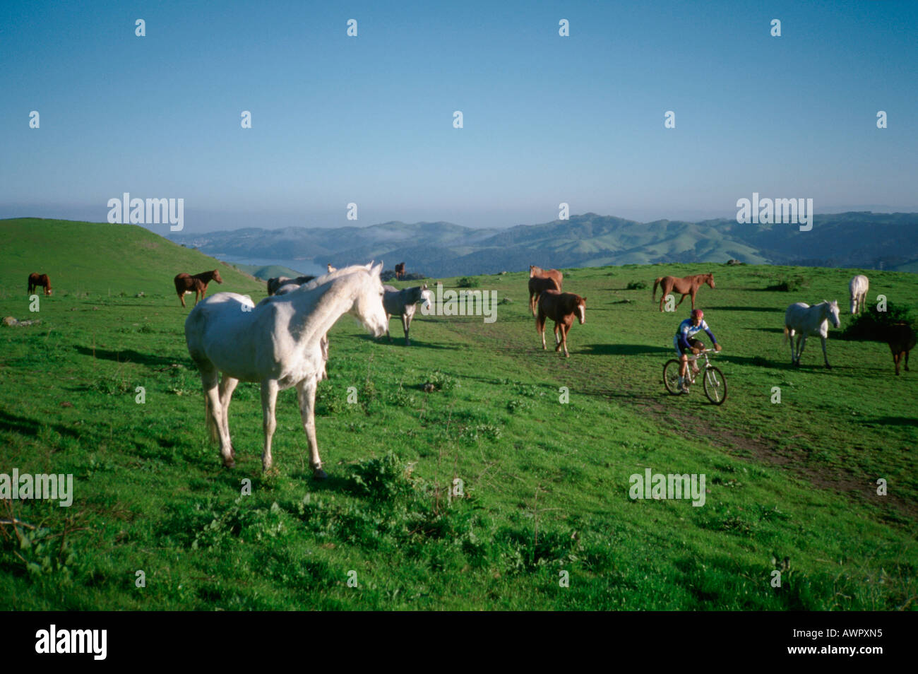 Berkeley ca mountain hi-res stock photography and images - Alamy