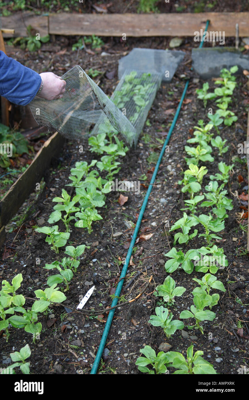 Removing broad beans hi-res stock photography and images - Alamy
