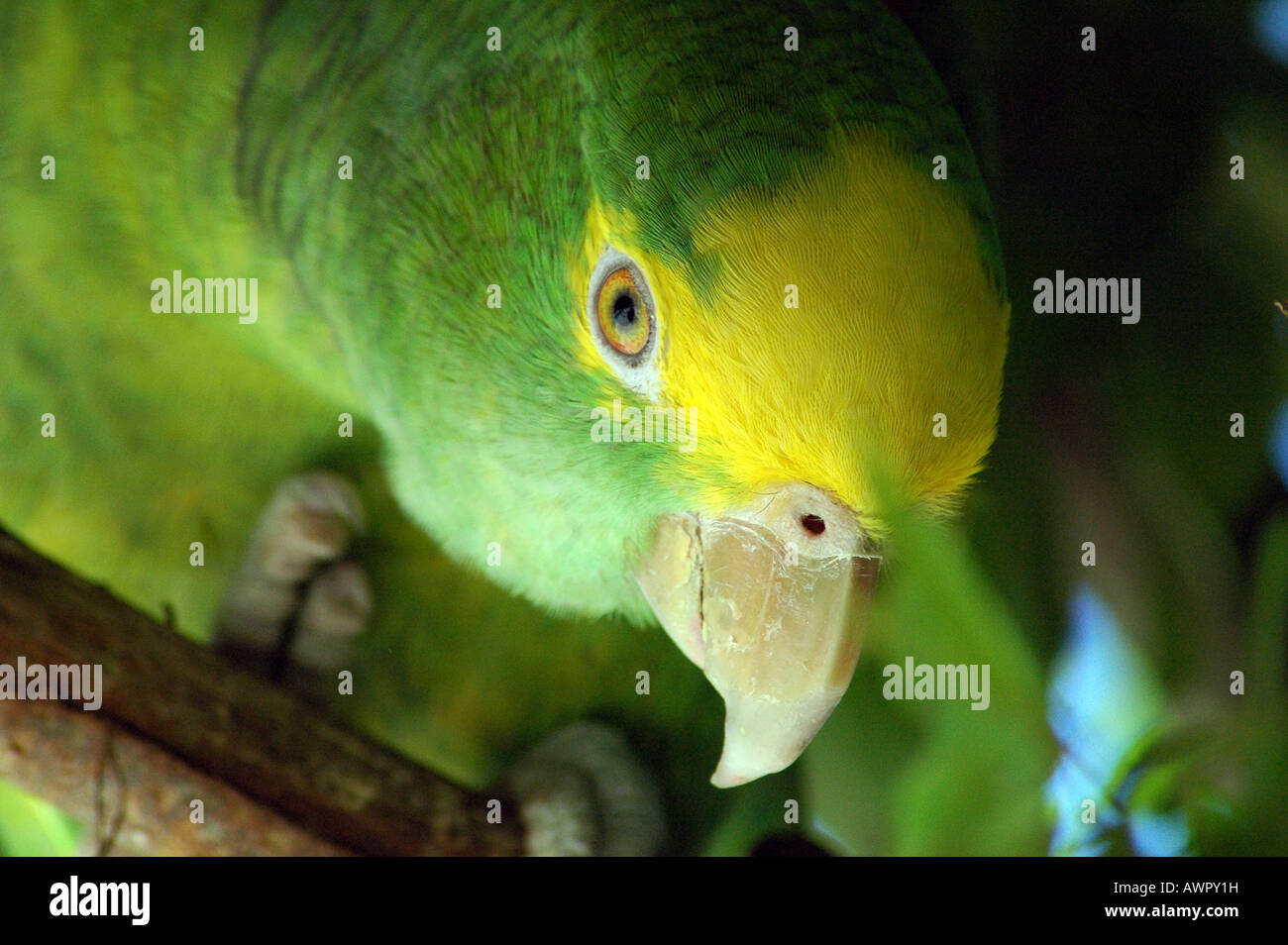 This is an image of a yellow headed parrot captured in Belize Stock ...