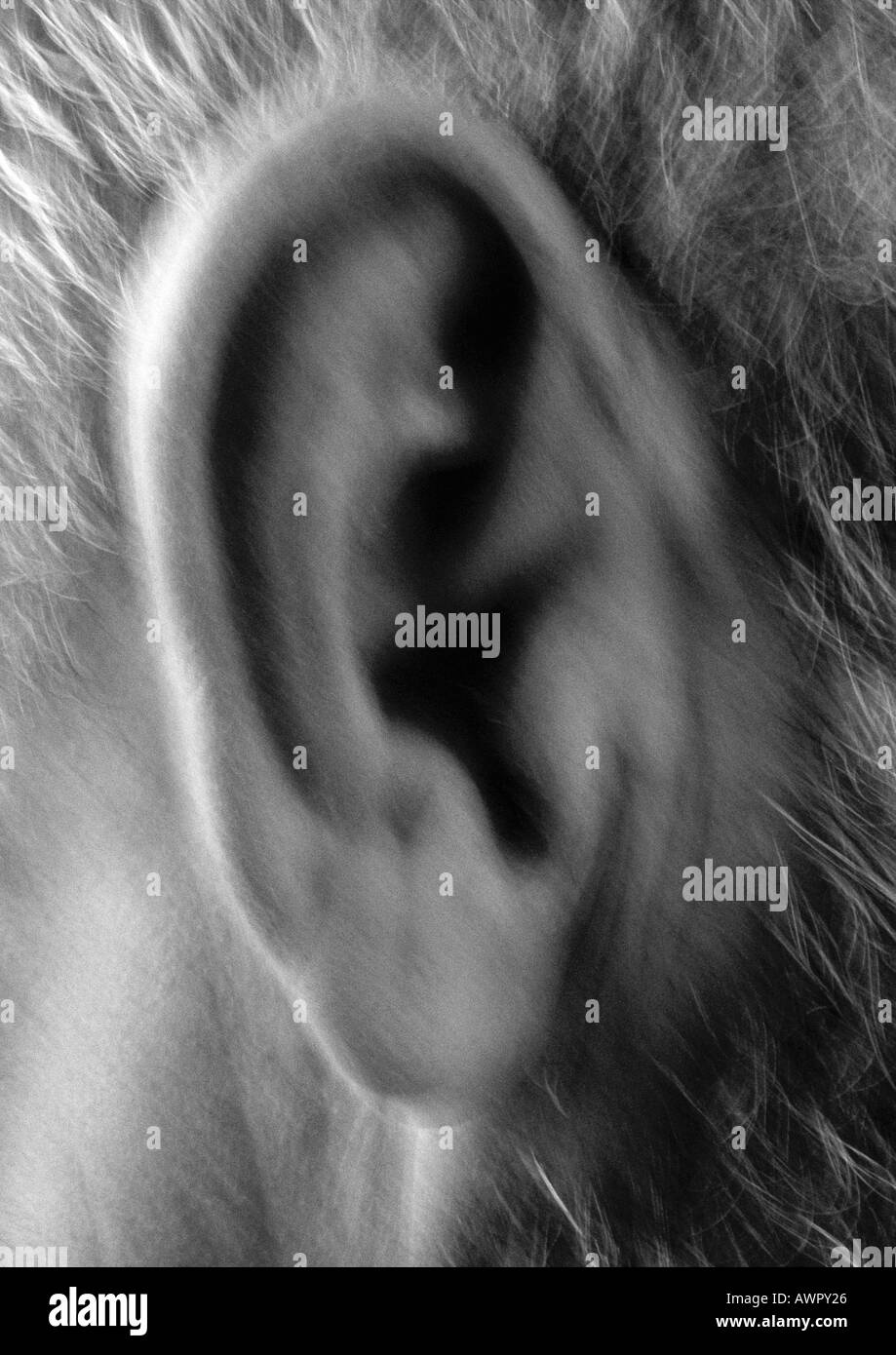 Senior man's ear, close-up, blurred, b&w Stock Photo - Alamy