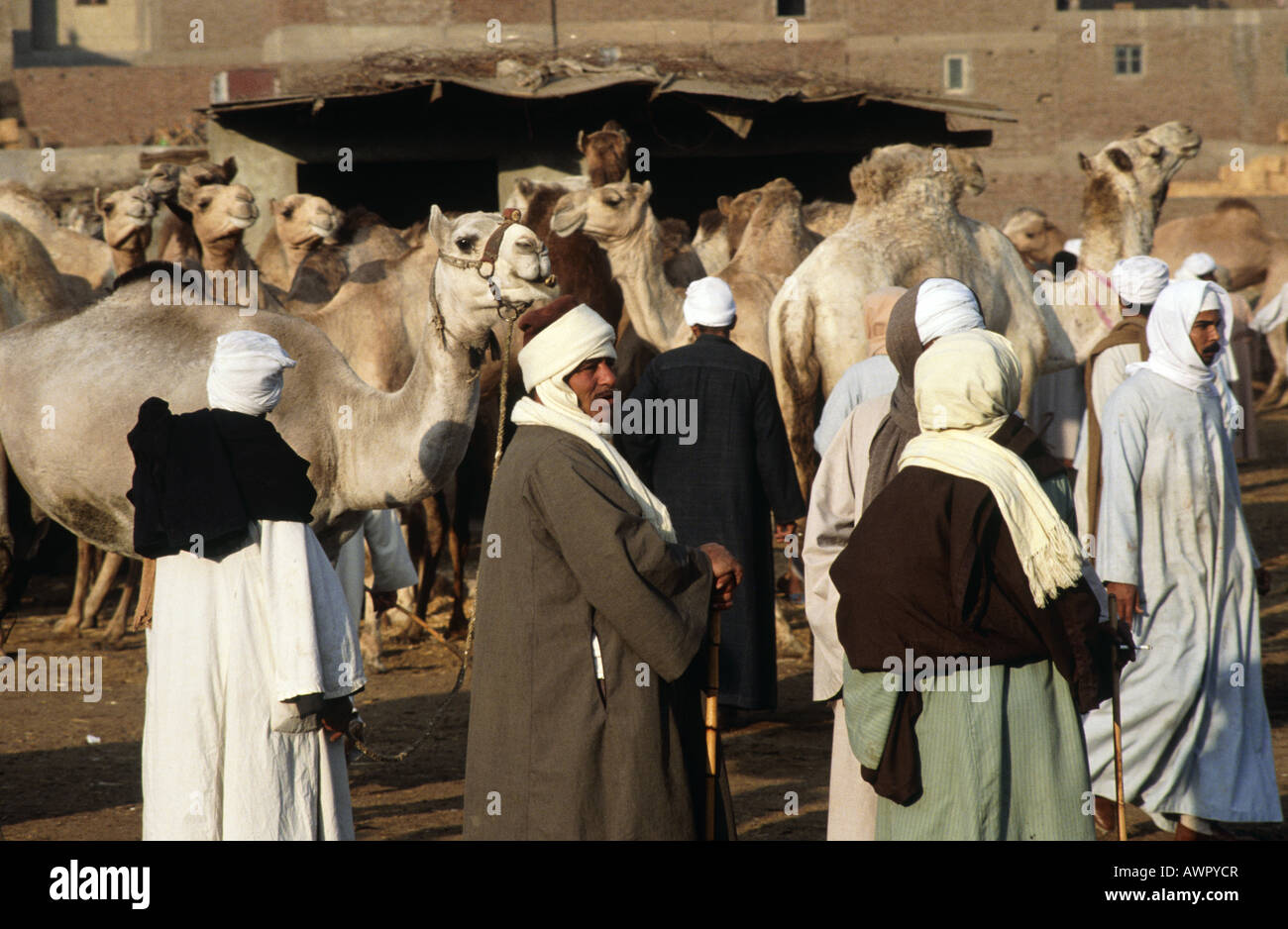 Imbaba. Camel market. Herders. Camels Stock Photo - Alamy Imbaba. Camel market. Herders. Camels Stock Photo - Alamy