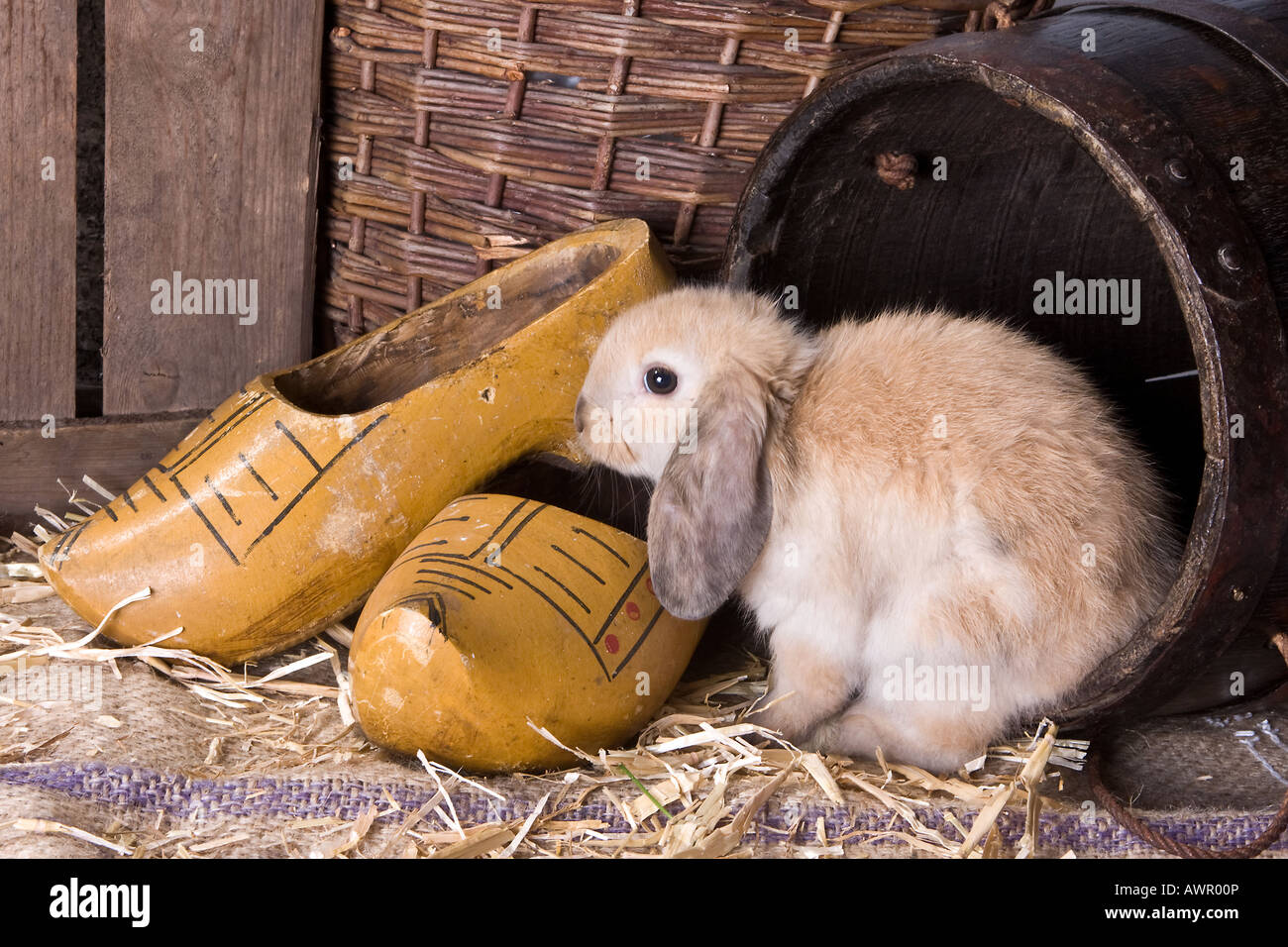 Little lop rabbit on a farm looking for food in wooden shoes Stock ...