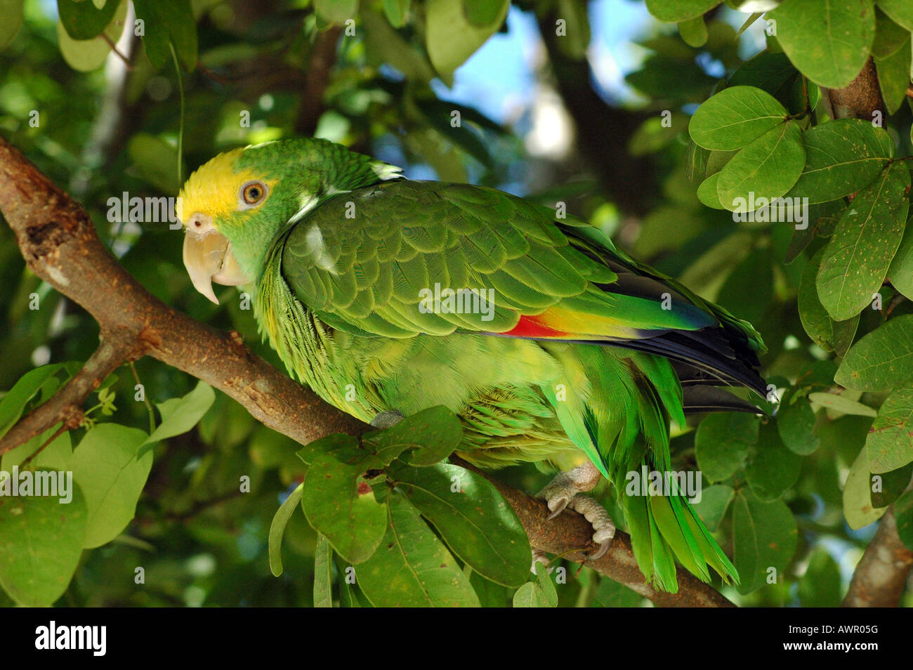 This is an image of a yellow headed parrot captured in Belize Stock ...