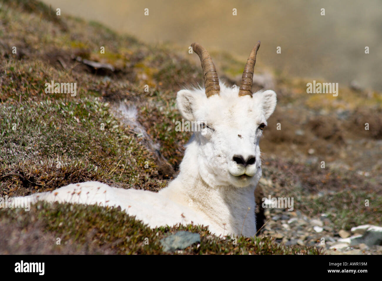 Dall sheep, Ovis dalli, resting, Yukon Territory, Canada Stock Photo ...