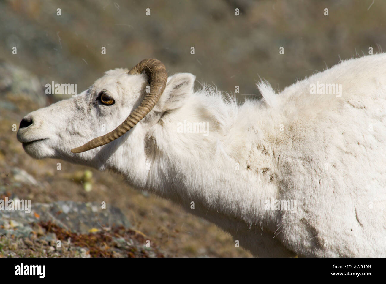 Dall sheep, Ovis dalli, Yukon Territory, Canada Stock Photo - Alamy