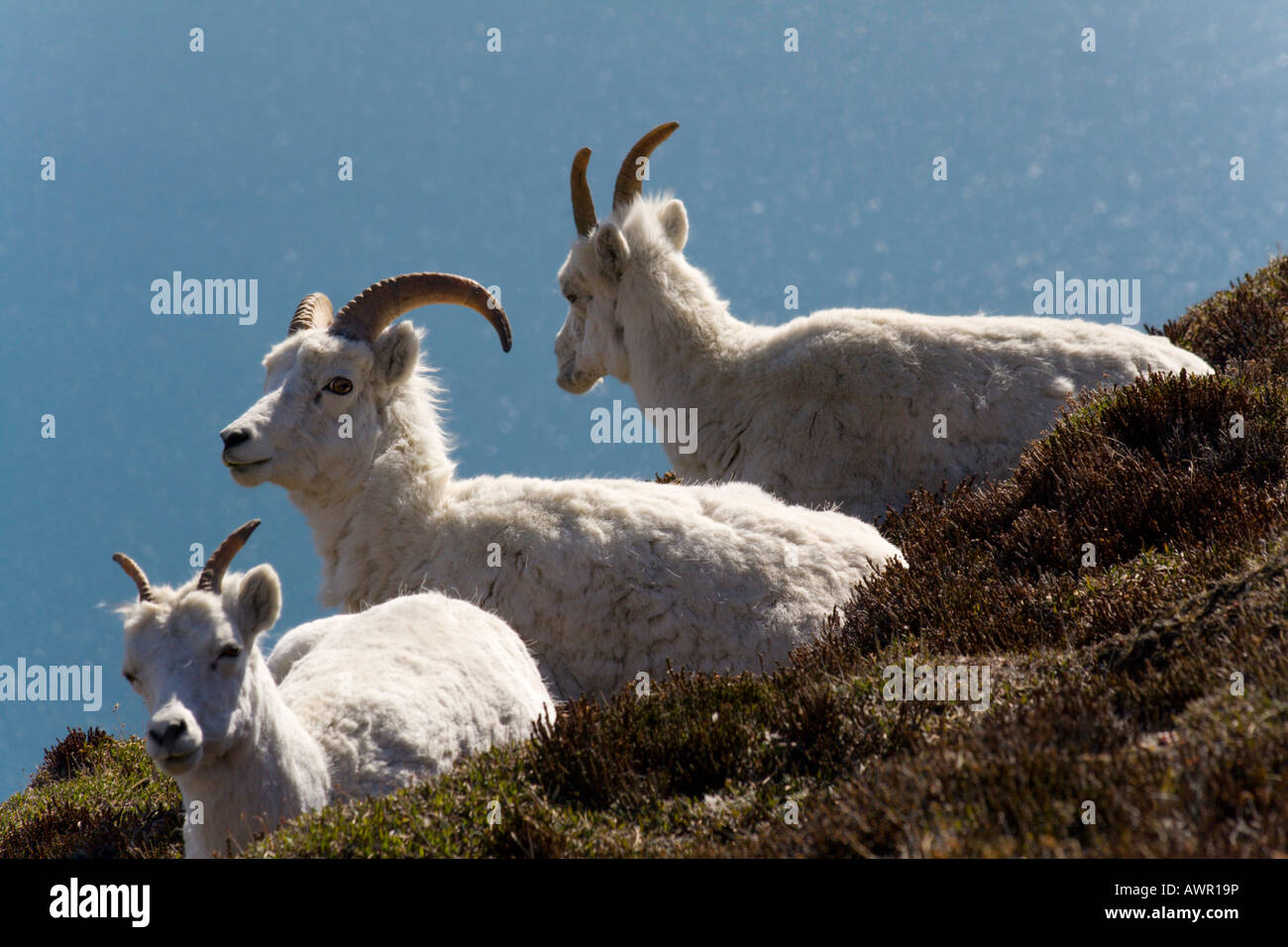 Dall sheep, Ovis dalli, resting, Yukon Territory, Canada Stock Photo ...