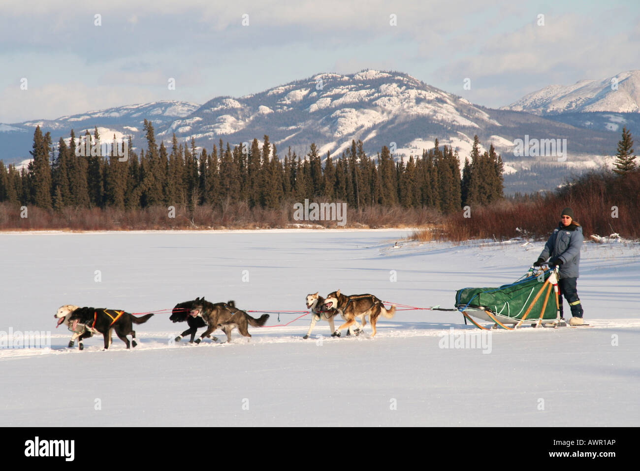 Sled dogs, harnesses, and Sled driver, Yukon River, Yukon Territory ...
