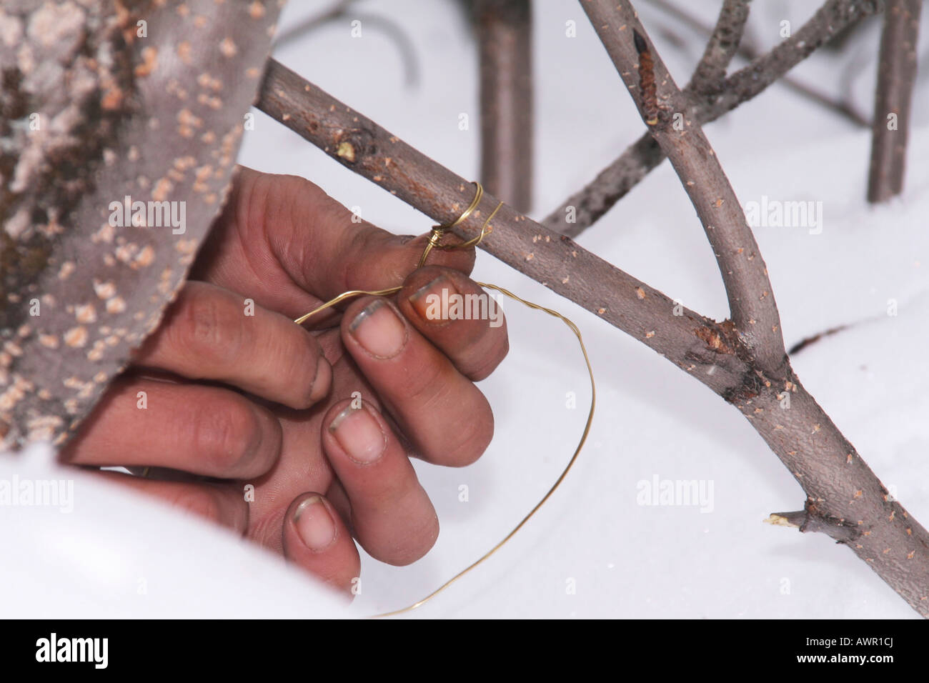 Wire rabbit trap hi-res stock photography and images - Alamy