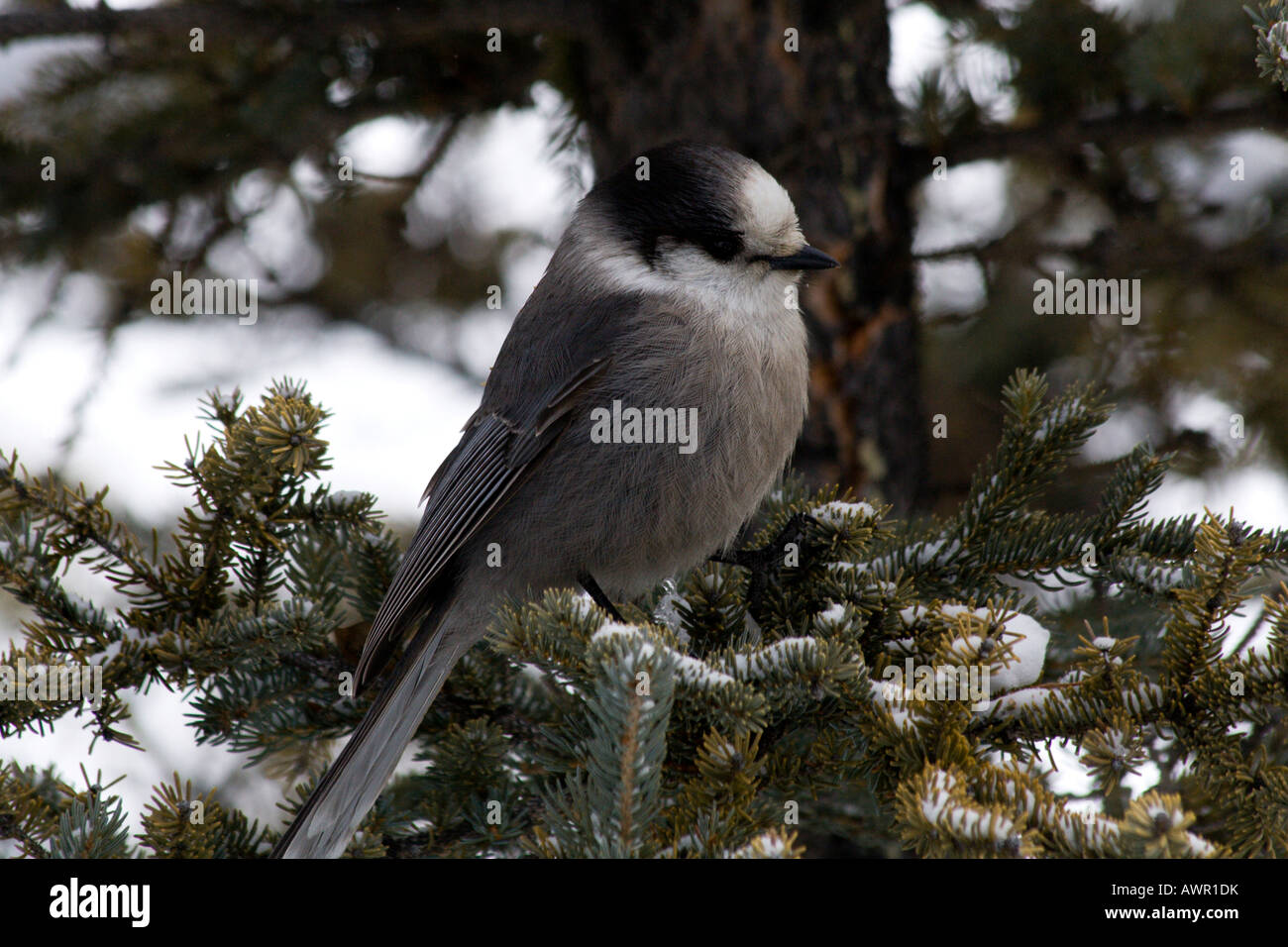 Perisoreus canadensis hi-res stock photography and images - Alamy